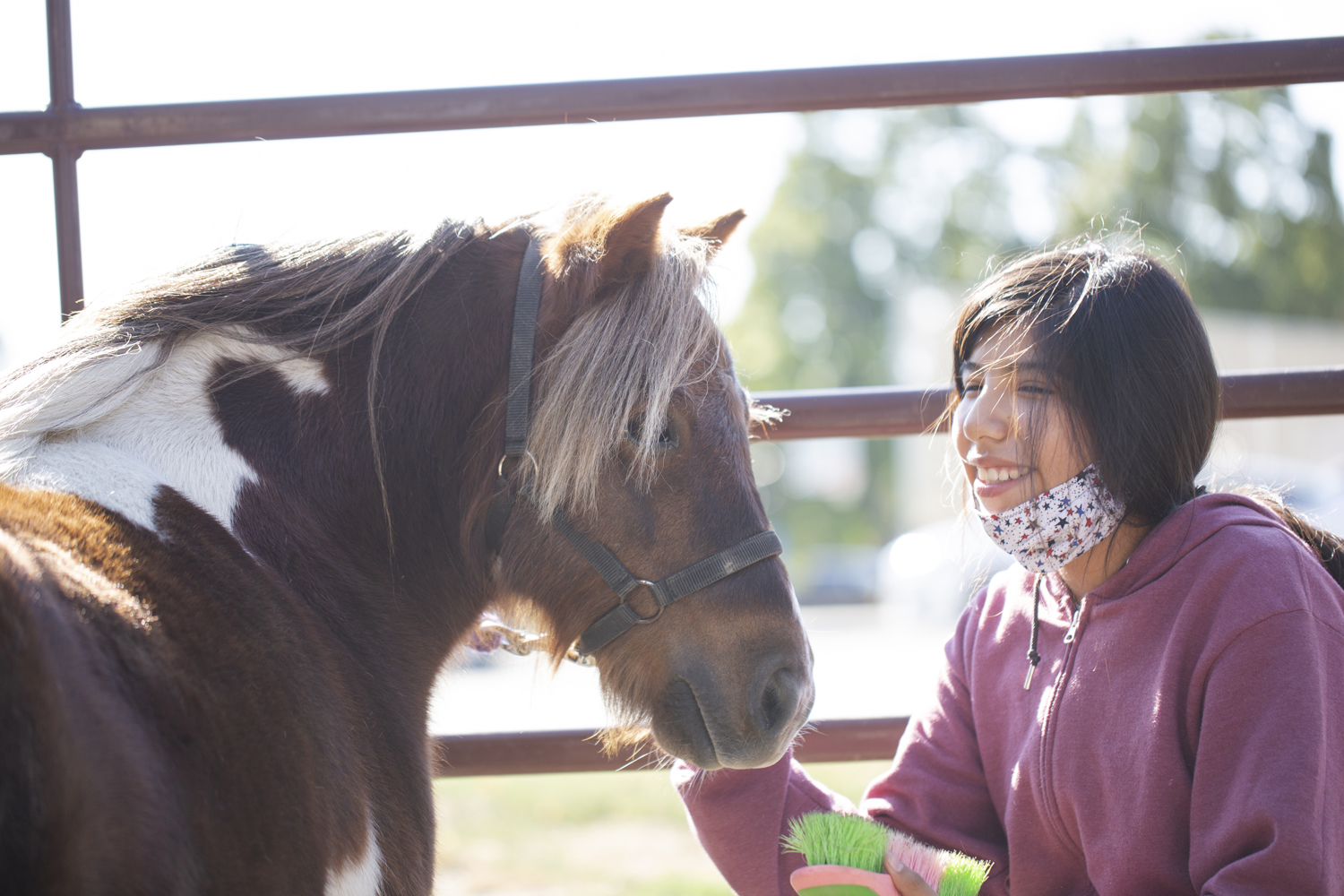 A Day in the Life of an Equine Therapy Horse – St. Joseph's Indian School